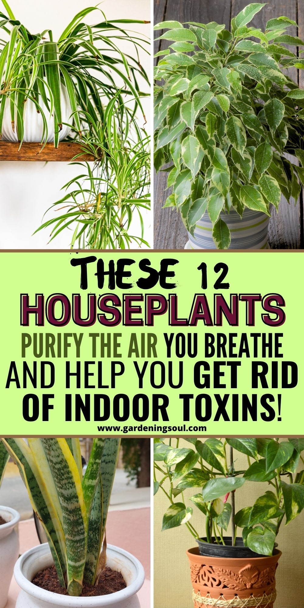 These 12 Houseplants Purify The Air You Breathe and Help You Get Rid of ...