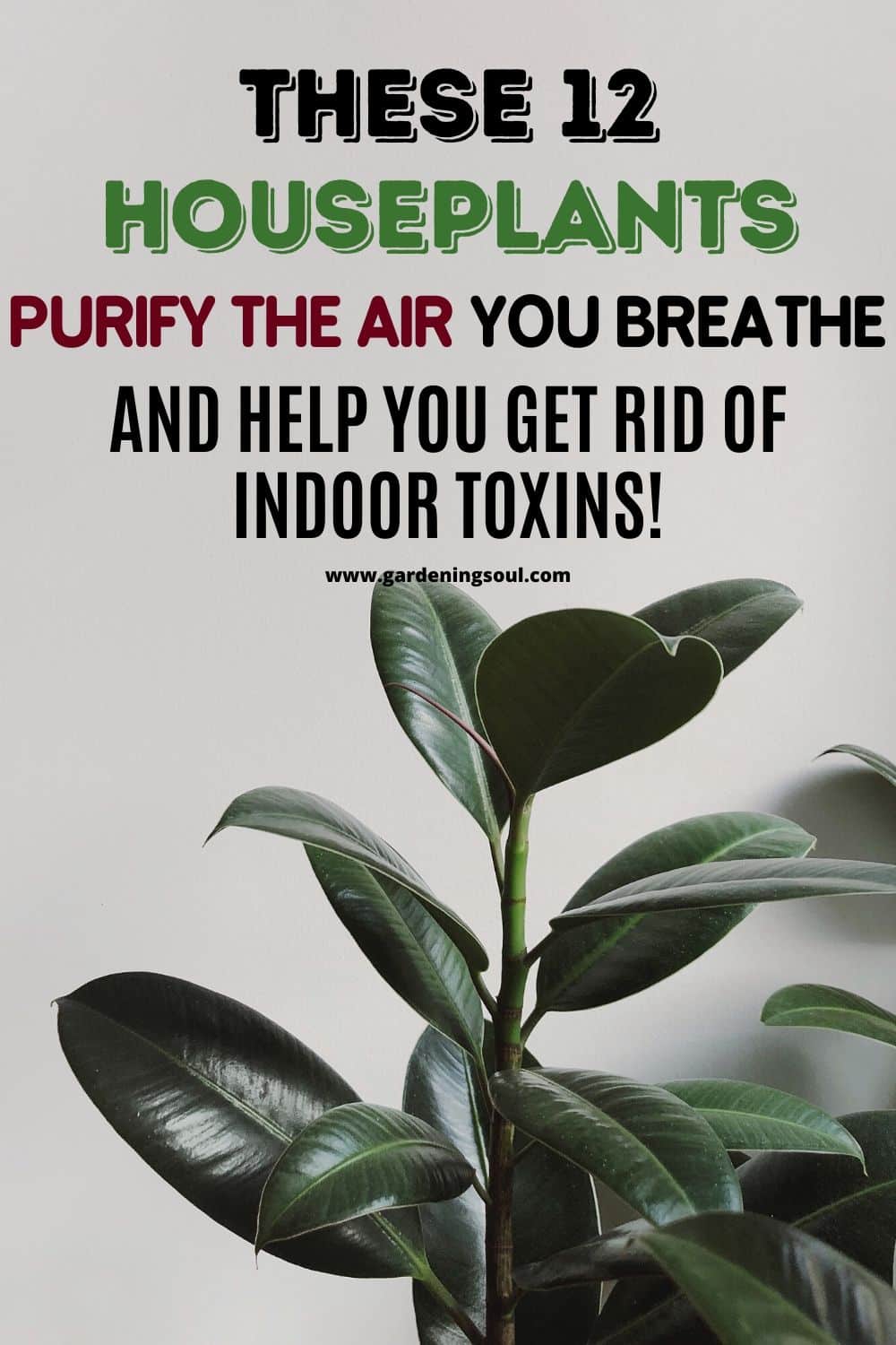 These 12 Houseplants Purify The Air You Breathe and Help You Get Rid of ...