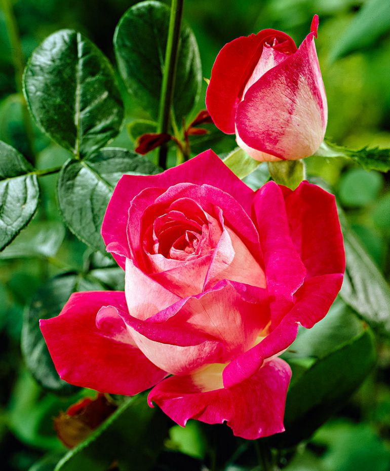 Gardeners’ Top Picks: The Most Delightfully Fragrant Flowers