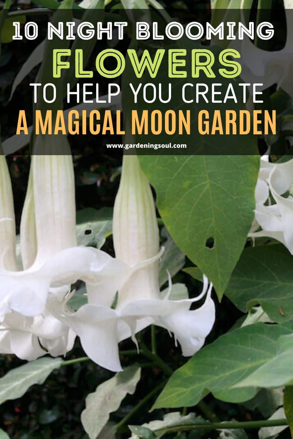 10 Night Blooming Flowers To Help You Create A Magical Moon Garden