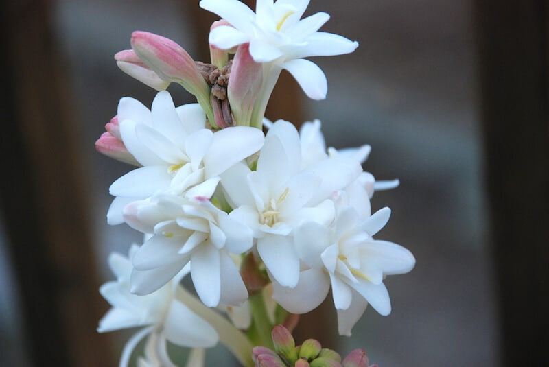 10 Night Blooming Flowers To Help You Create A Magical Moon Garden