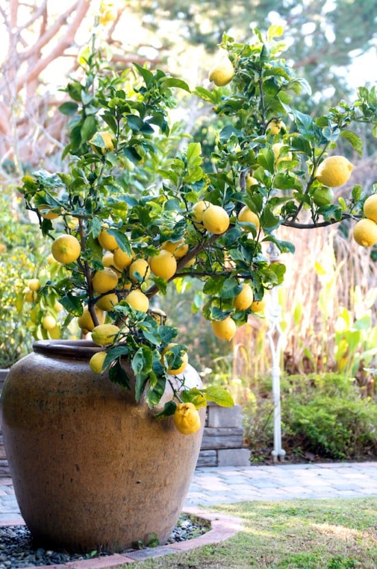 Absolutely Stunning Fruit Trees That Grow Great in Containers