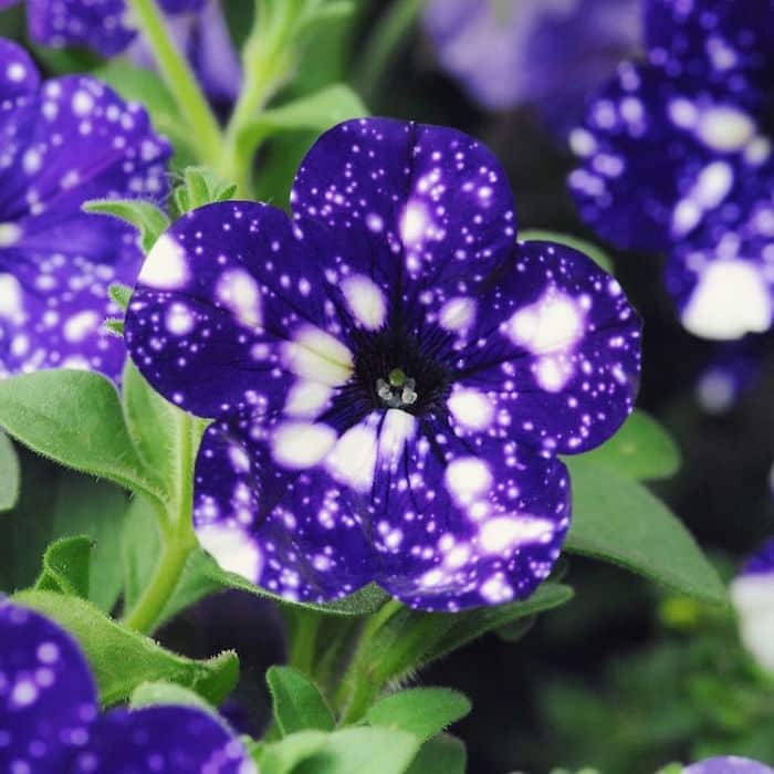 These “Galaxy” Flowers Hold Entire Universes On Their Petals