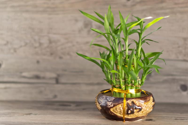 12 Plants That Can Create Positive Energy in Your Home!
