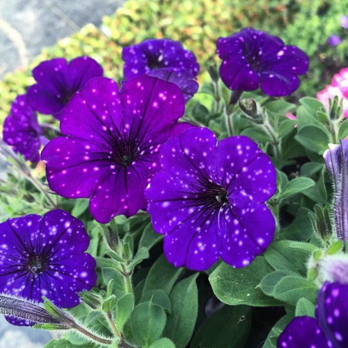 These “Galaxy” Flowers Hold Entire Universes On Their Petals