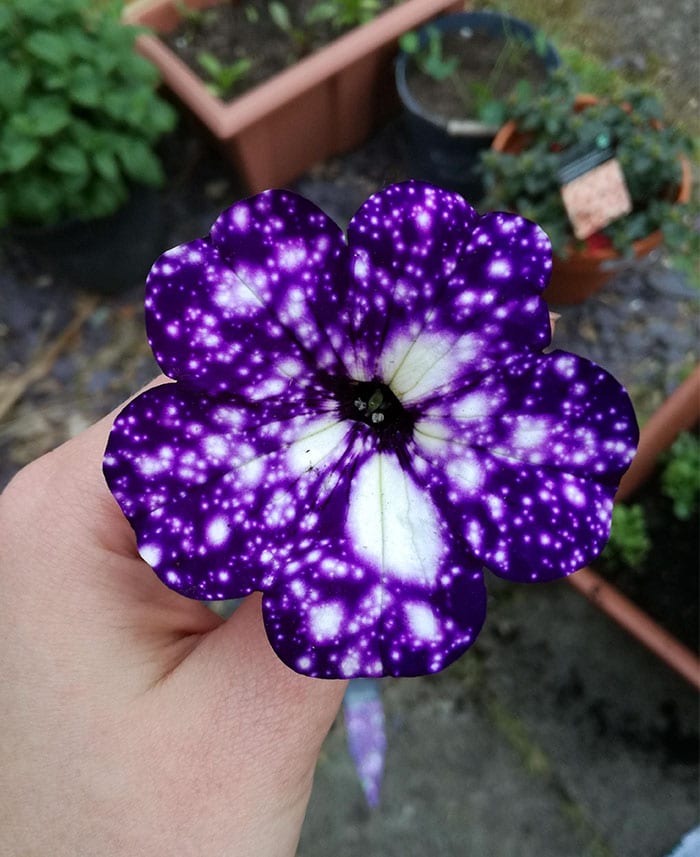 These “Galaxy” Flowers Hold Entire Universes On Their Petals