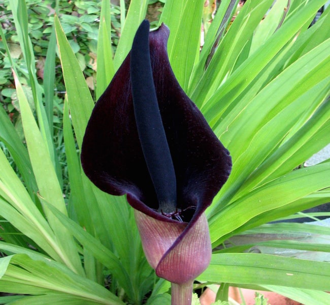 16 Black Flowers For A Dynamic Garden