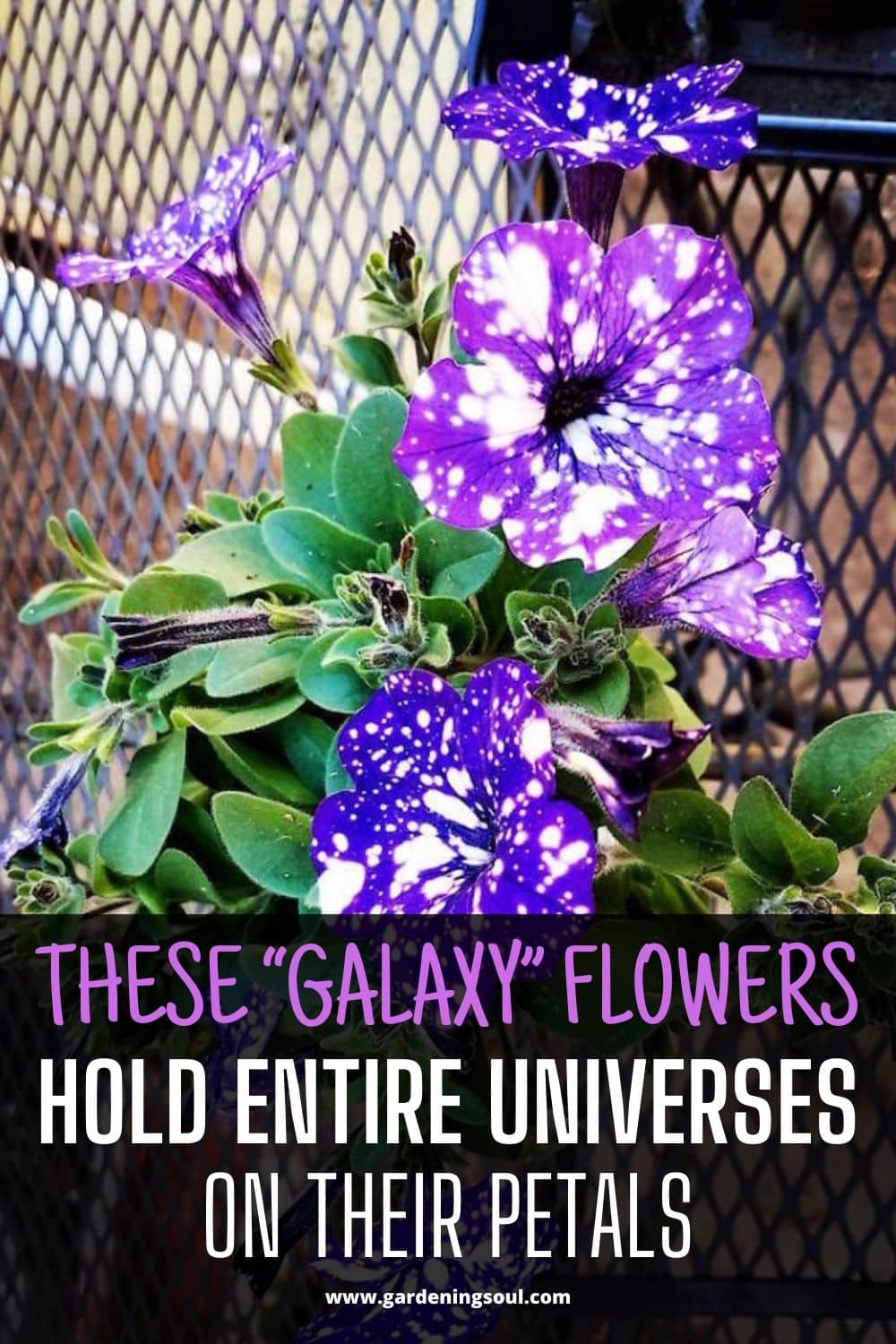 These “Galaxy” Flowers Hold Entire Universes On Their Petals
