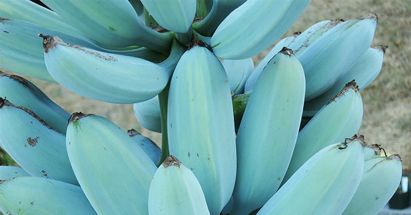 Blue Java Banana: The Smooth Banana That Tastes Like Vanilla Ice Cream