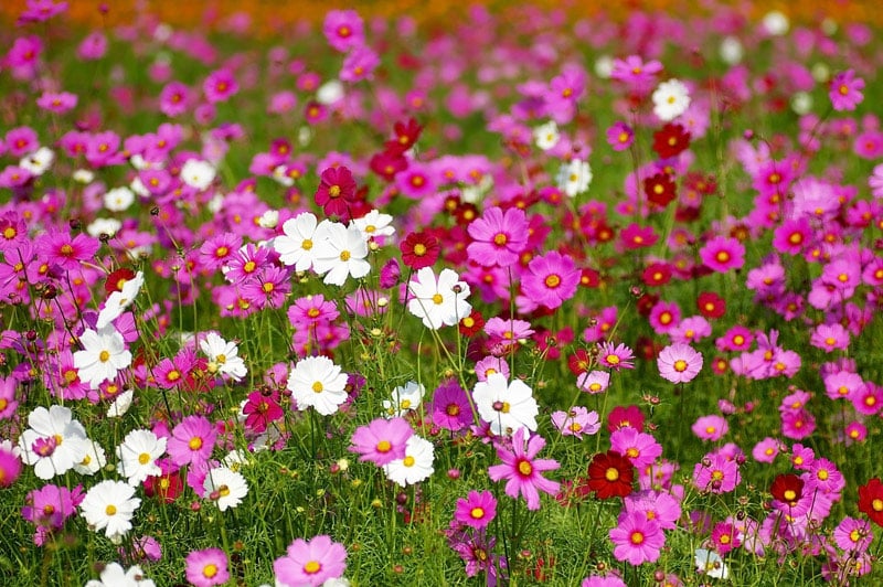 10 Low Maintenance Flowers You Can’t Kill