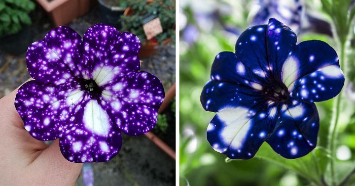 These “Galaxy” Flowers Hold Entire Universes On Their Petals