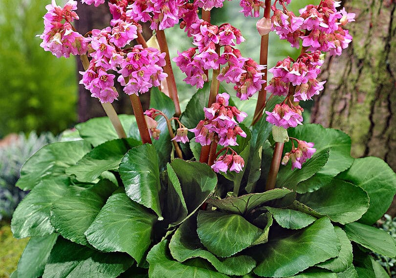 How to Grow and Care for a Bergenia Plant: A Complete Guide