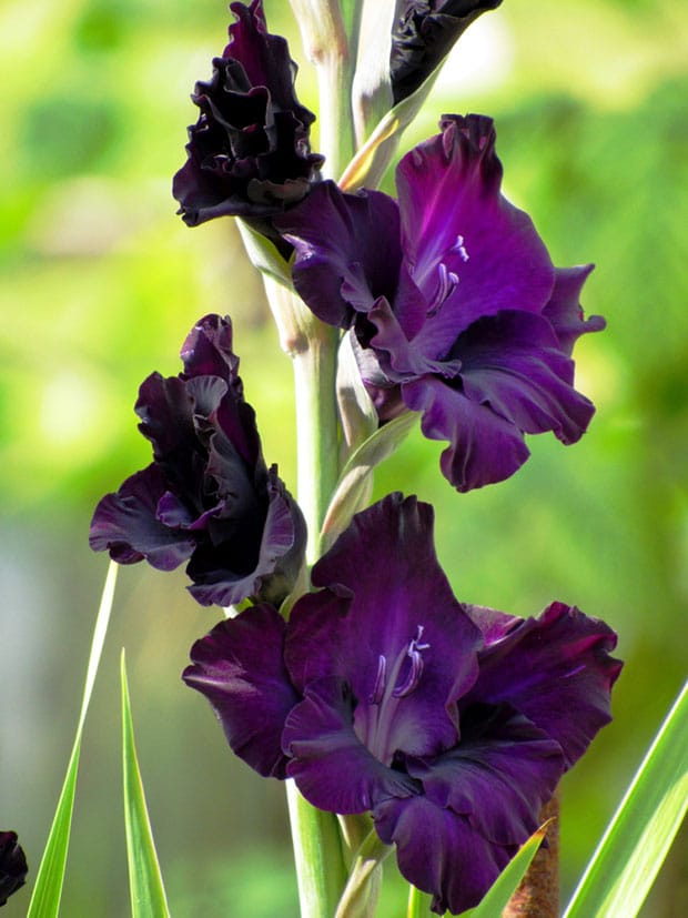 10 Stunning Gladiolus Varieties to Brighten Your Garden with Colorful ...
