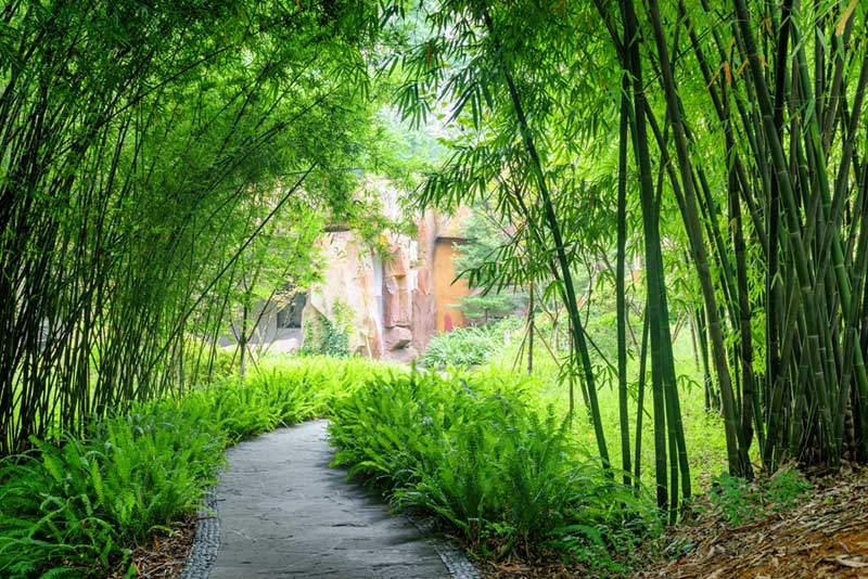8 Plants for a Shaded Walkway