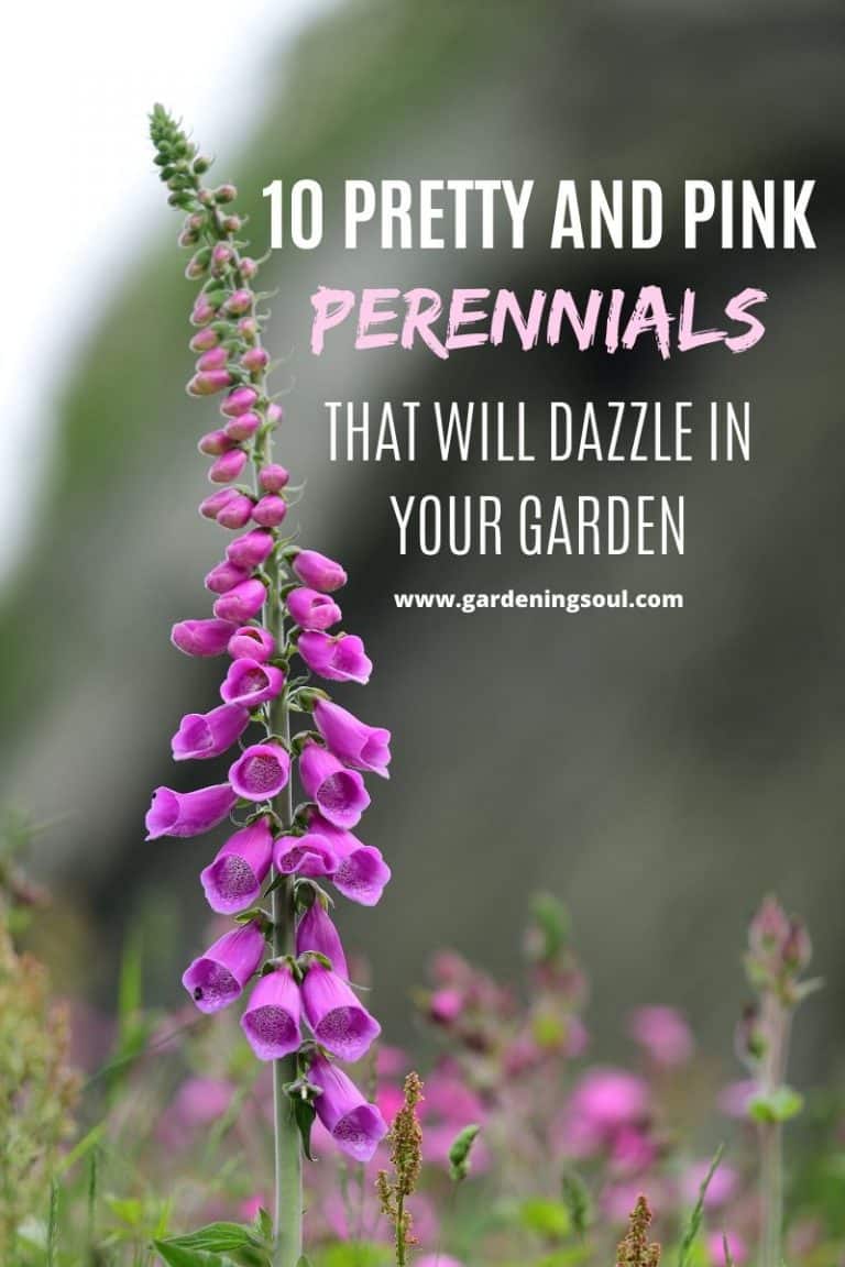 10 Pretty and Pink Perennials That Will Dazzle in your Garden