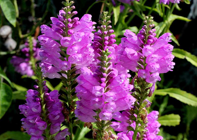 10 Pretty and Pink Perennials That Will Dazzle in your Garden