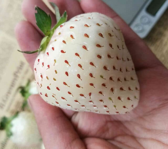 Pineberry: The Strawberry That Tastes Like Pineapple (Easy to Grow It)