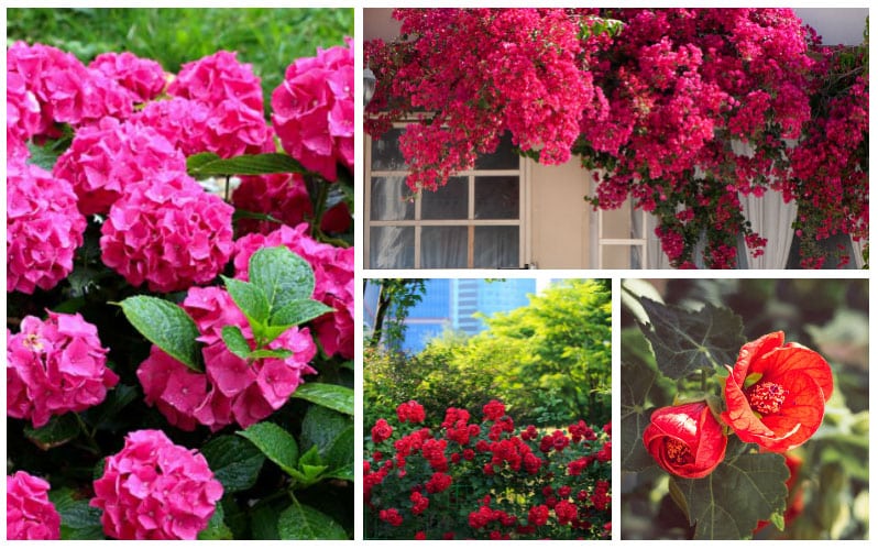8 Stunning Red Flowering Shrubs to Transform Your Garden