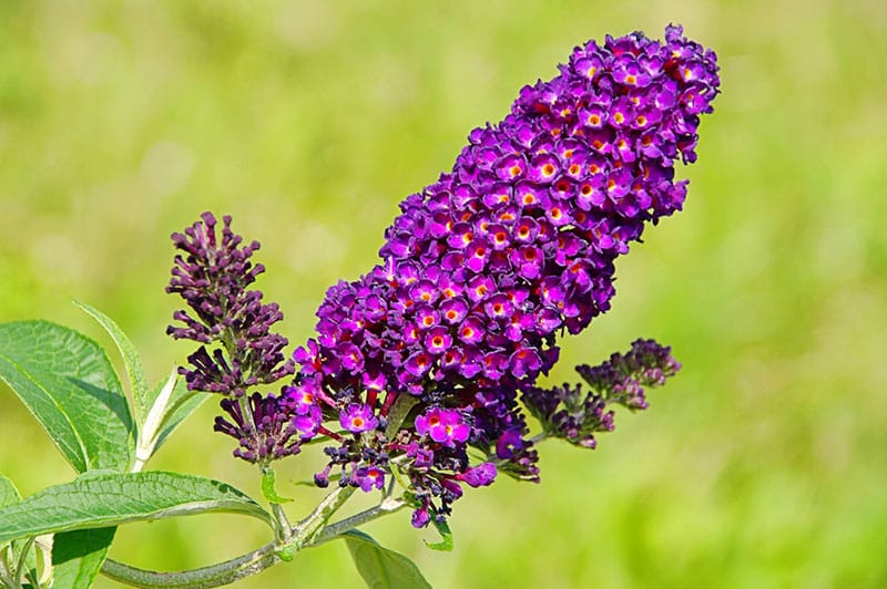 8 Beautiful Purple Flowering Shrubs