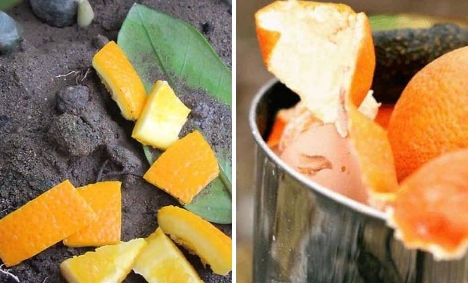 7 Great Ways to Use Citrus Peels in Your Garden
