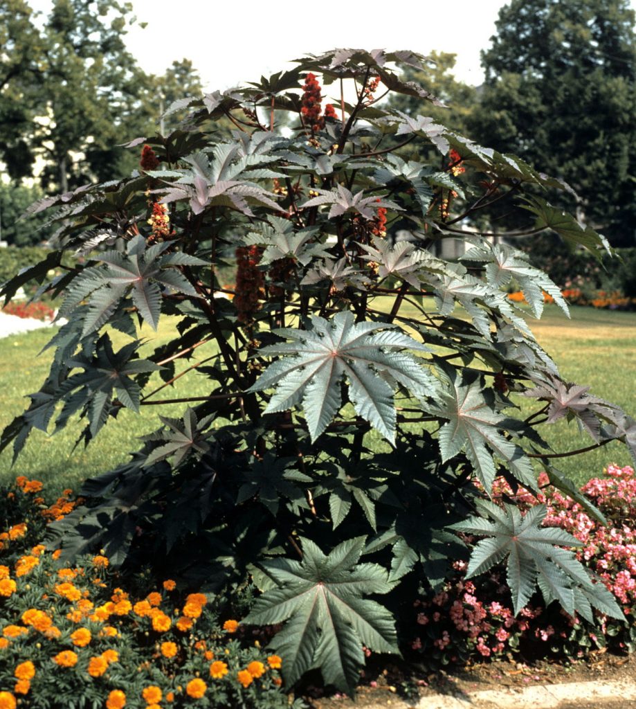 9 Beautiful But Deadly Plants You Should Avoid
