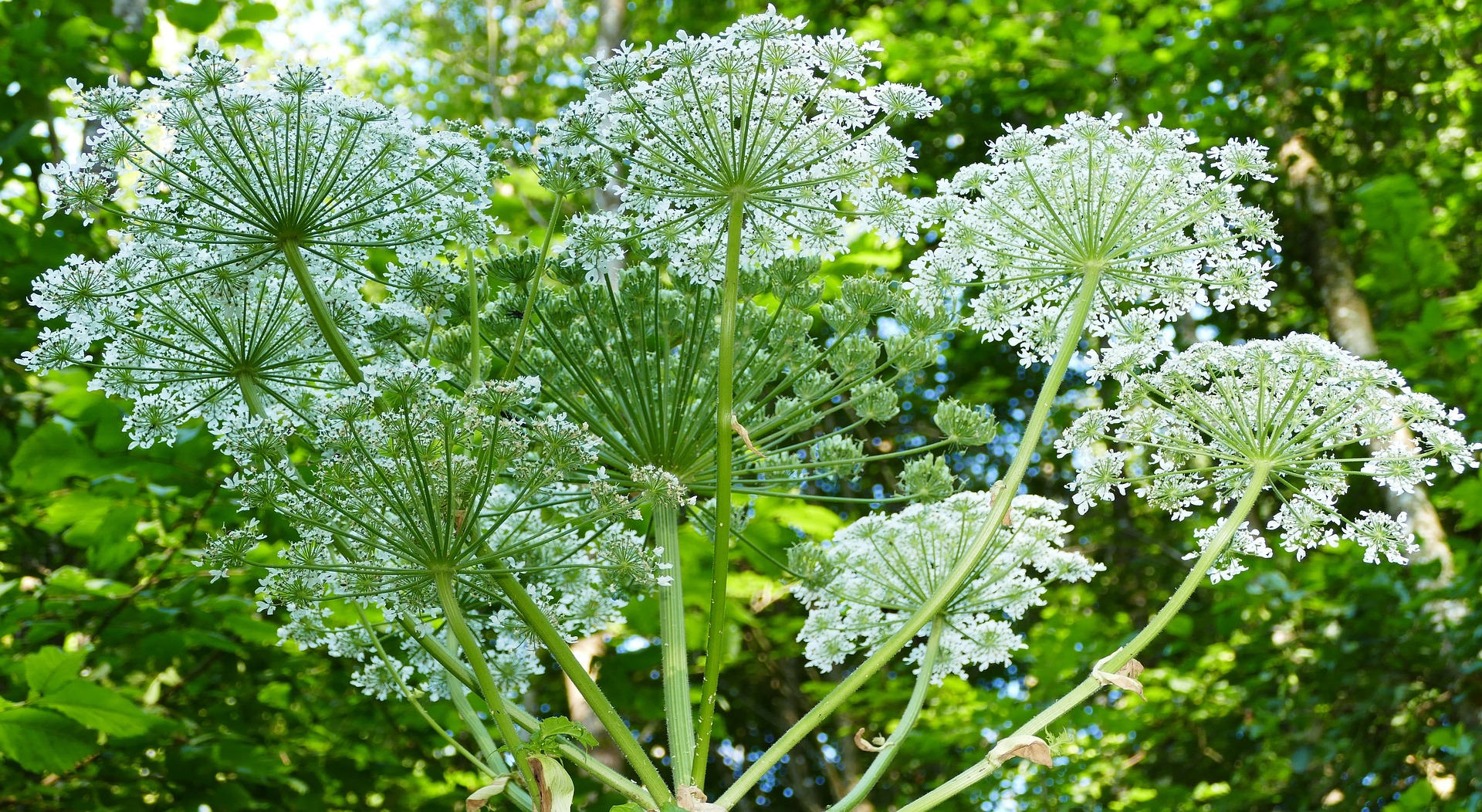 9 Beautiful But Deadly Plants You Should Avoid