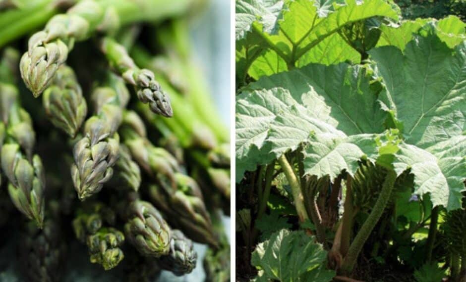 5 Permanent Crops You Should Plant This Spring for Years of Harvests