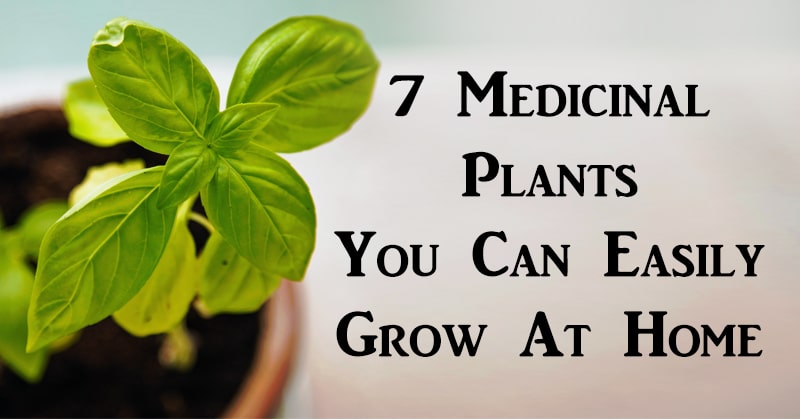 7 Medicinal Plants You Can Easily Grow at Home for Natural Healing