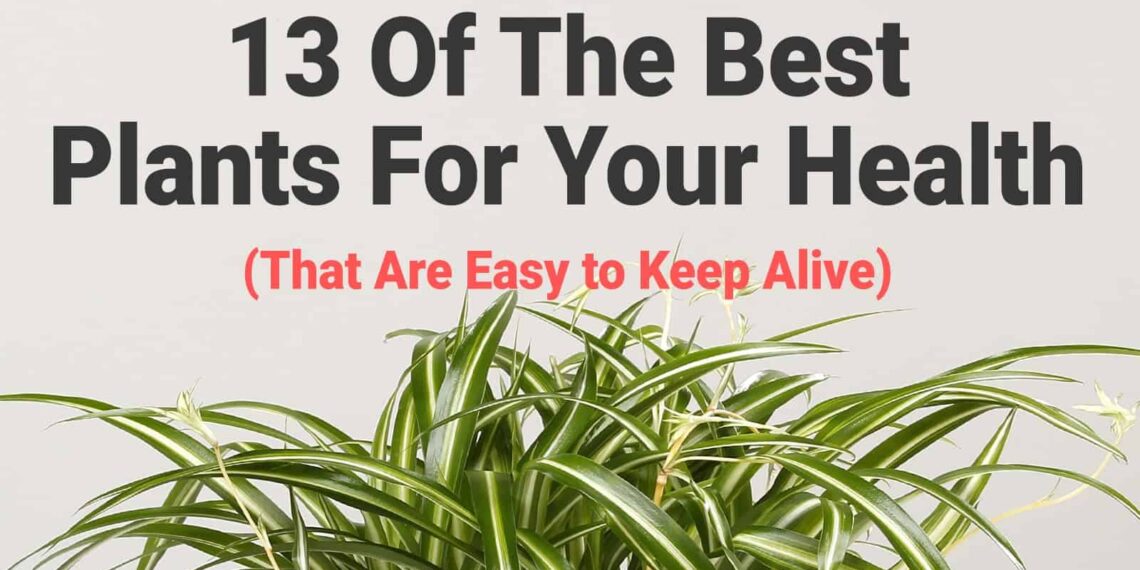 13 Of The Best Plants For Your Health (That Are Easy to Keep Alive)