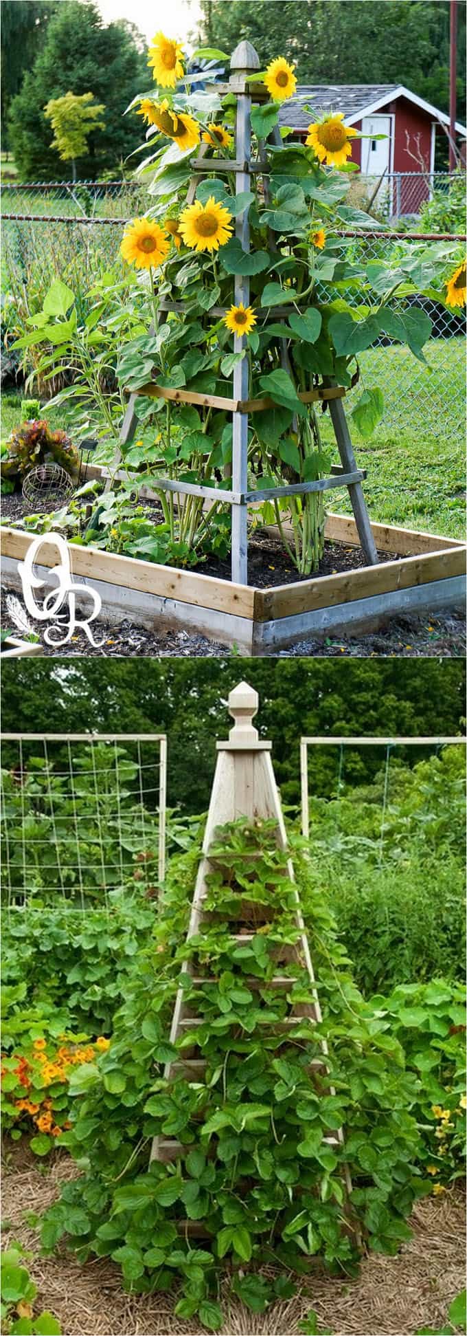 19 Successful Ways to Building DIY Trellis for Veggies and Fruits