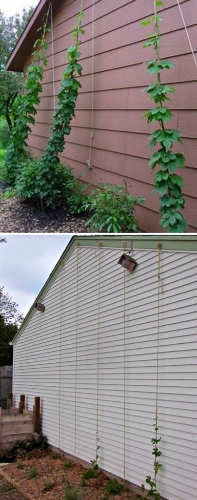 19 Successful Ways to Building DIY Trellis for Veggies and Fruits