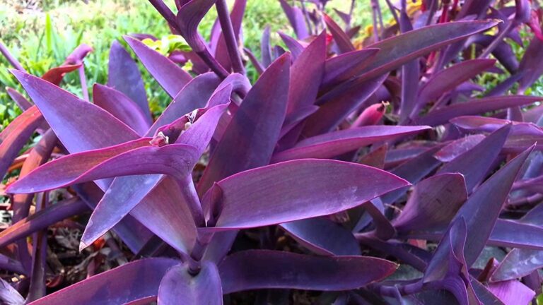 10 Purple Perennial Flowers to Give Stunning Color to Your Garden
