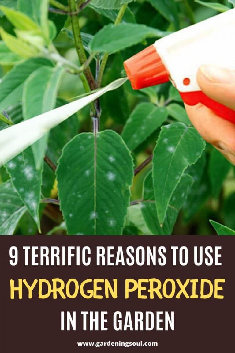 9 Terrific Reasons To Use Hydrogen Peroxide in the Garden