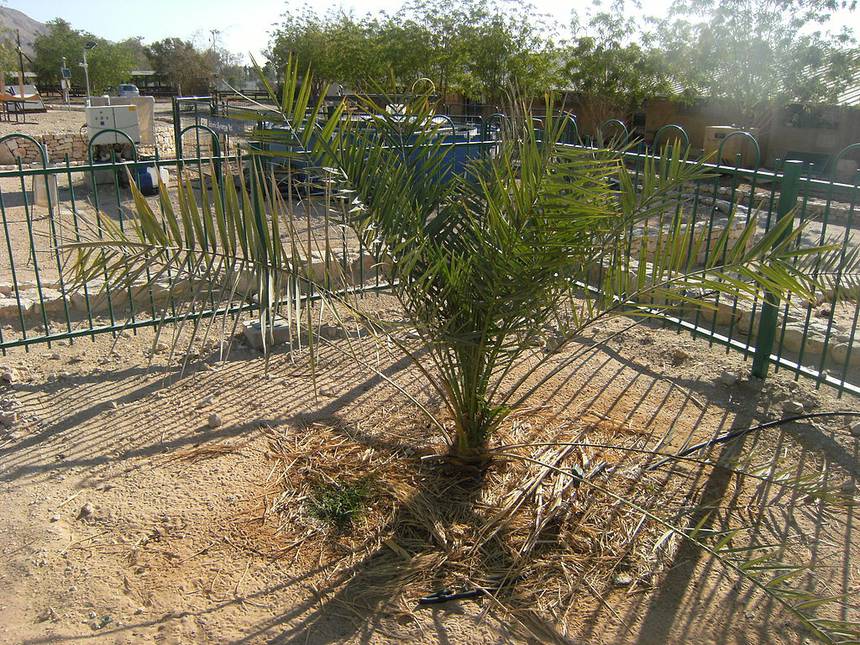 Extinct Tree Brought Back to Life from 2000-Year-Old Seeds Found in a ...