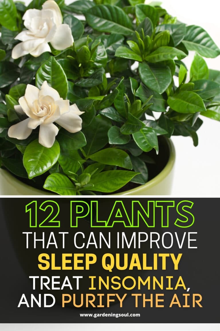 12 Plants That Can Improve Sleep Quality, Treat Insomnia, and Purify ...