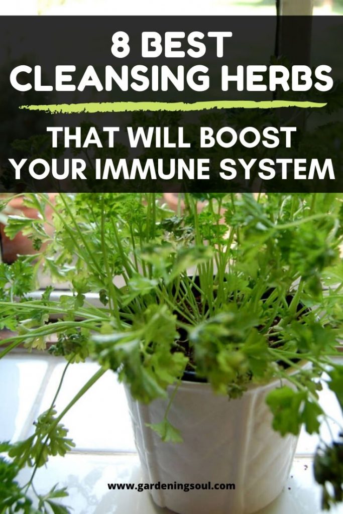 8 Best Cleansing Herbs That Can Boost Your Immune System