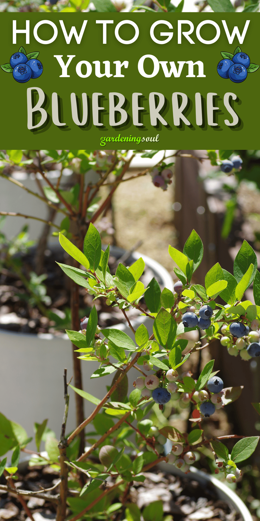 How To Grow Your Own Blueberries