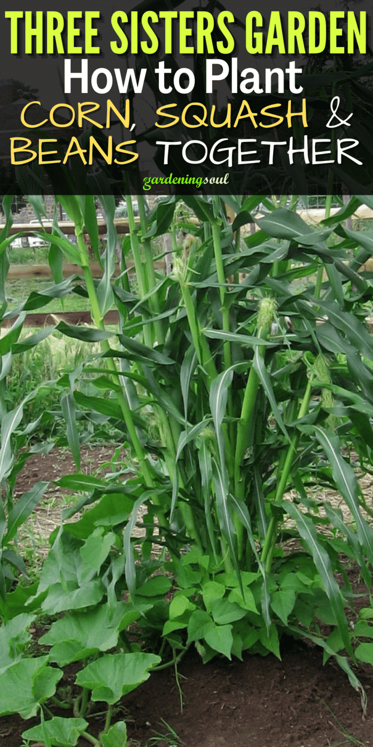 Three Sisters Garden — How to Plant Corn, Squash & Beans Together