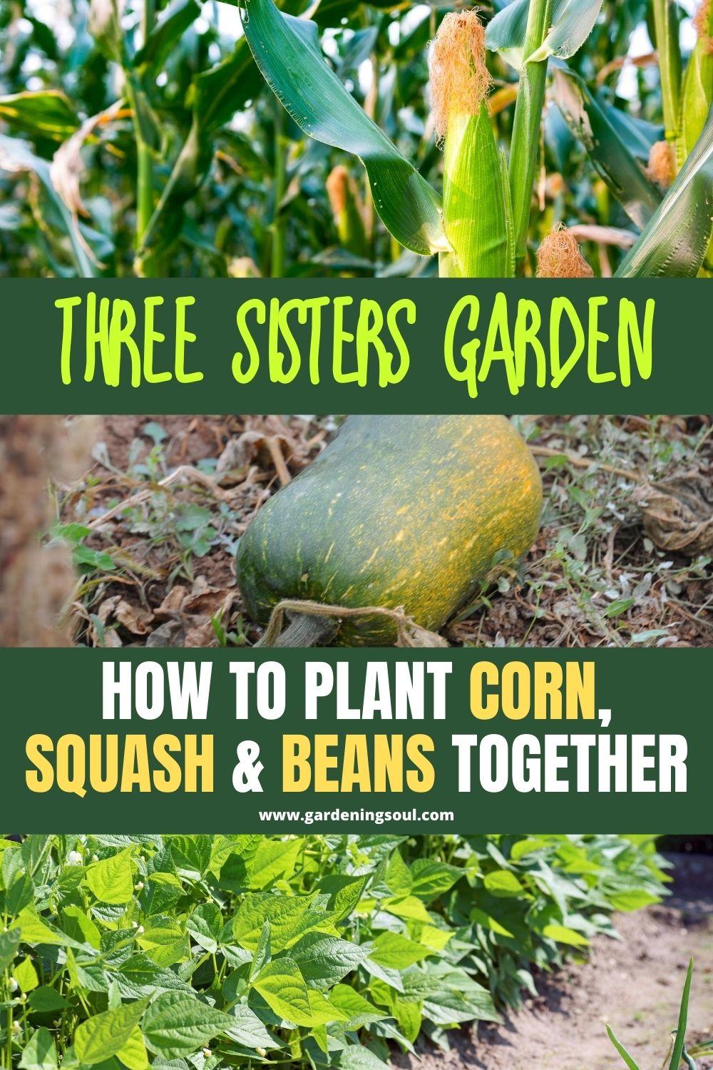 Three Sisters Garden — How to Plant Corn, Squash & Beans Together