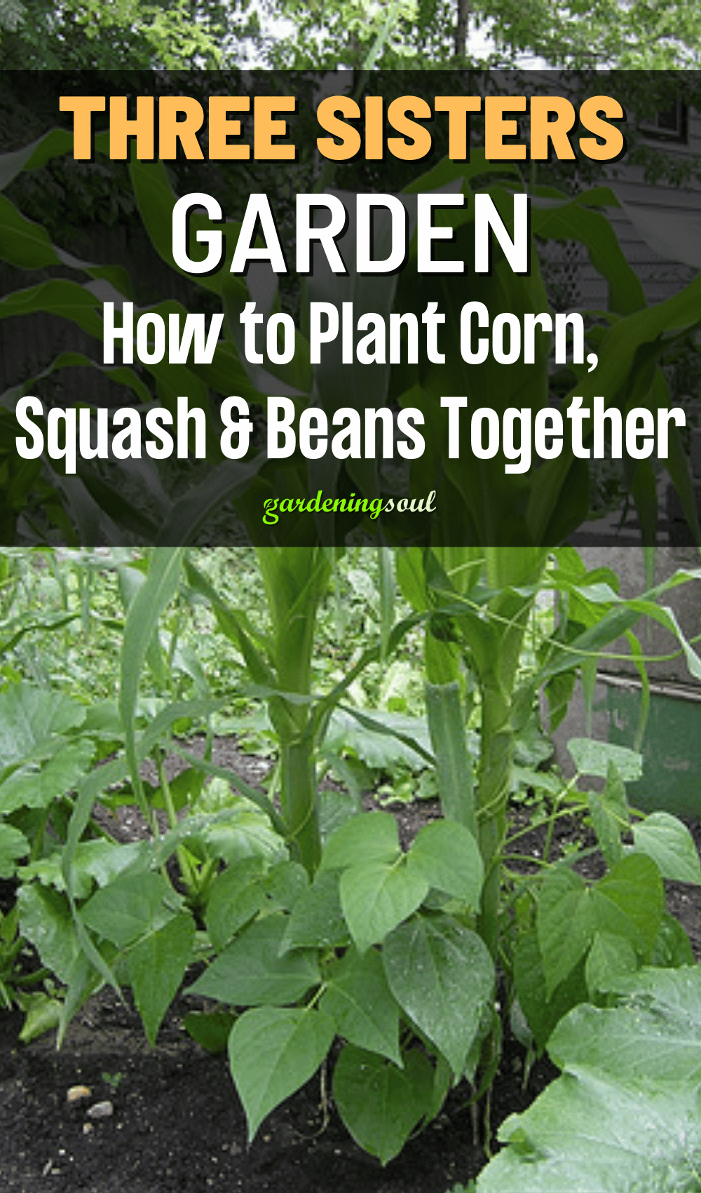 Three Sisters Garden — How to Plant Corn, Squash & Beans Together