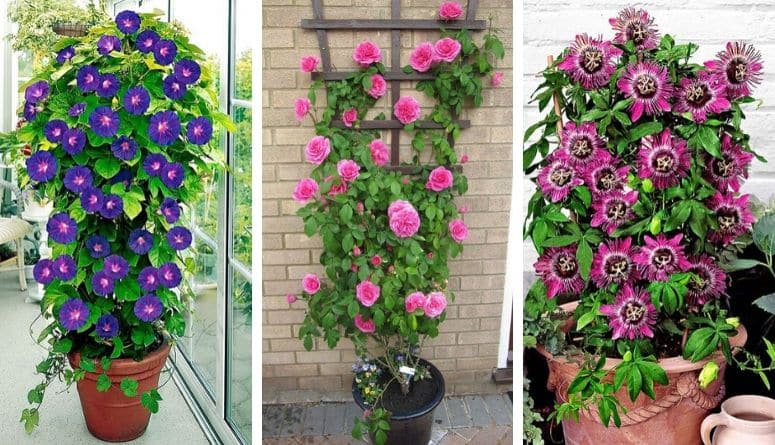 11 Best Vines For Your Garden Grown In Containers