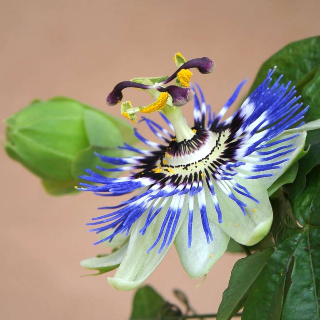 15 Best Smelling Houseplants To Perfume Your Home