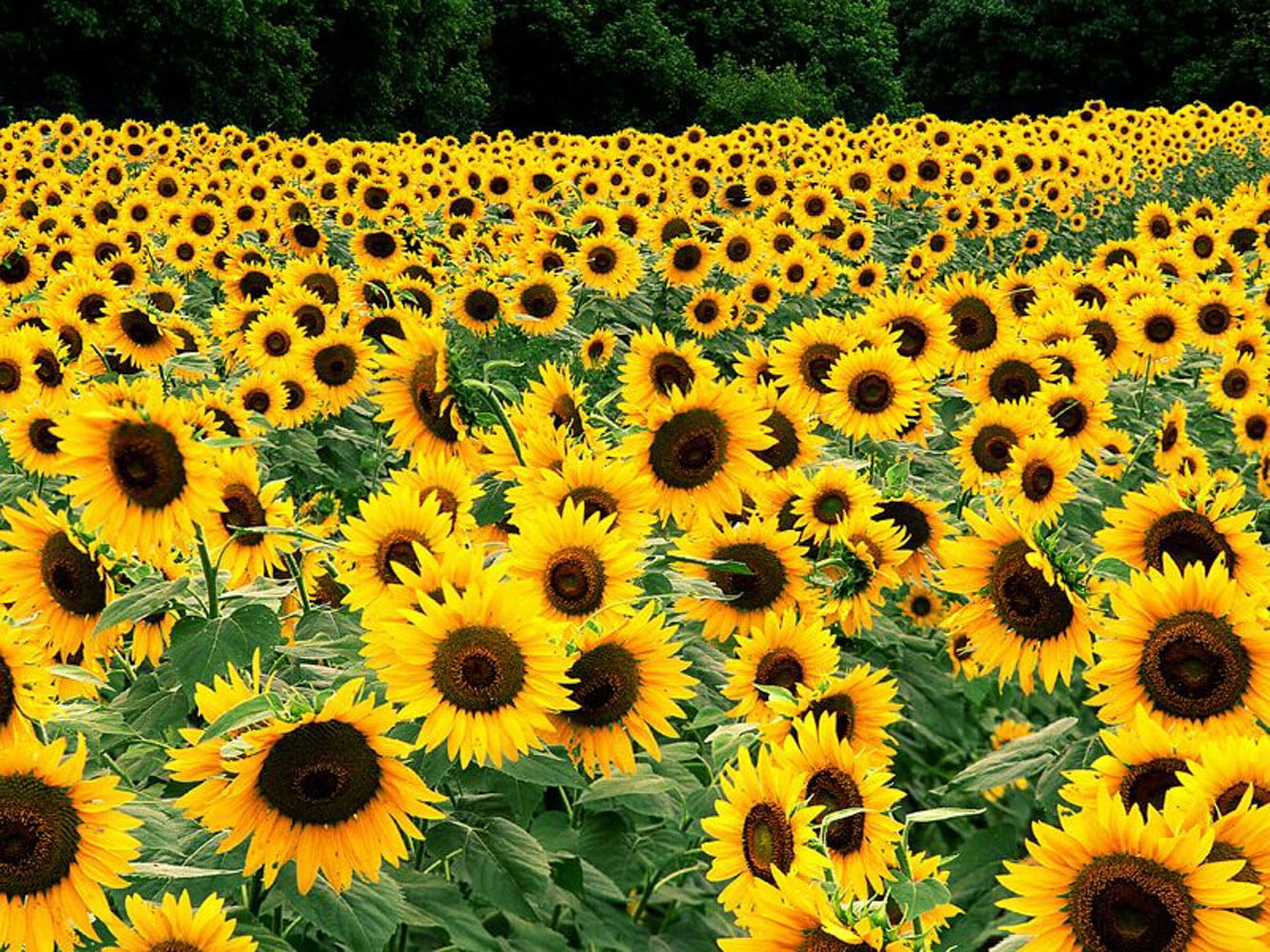 To Help Save Bumble Bees, Plant These Flowers in Your Spring Garden