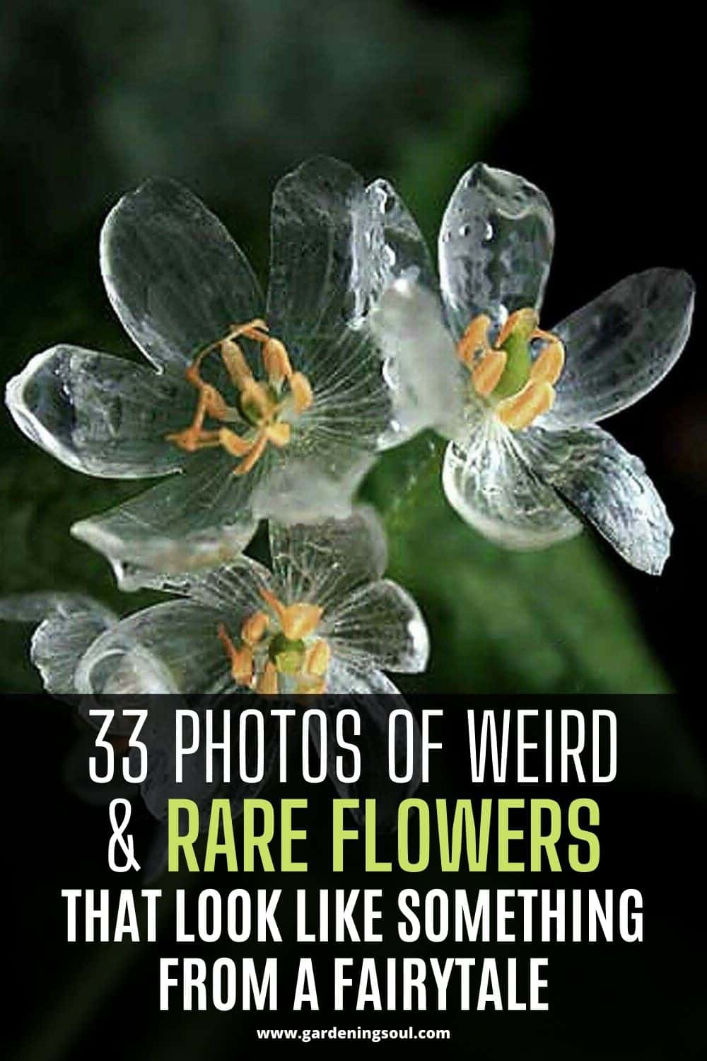 33 Photos Of Weird & Rare Flowers That Look Like Something From A Fairytale