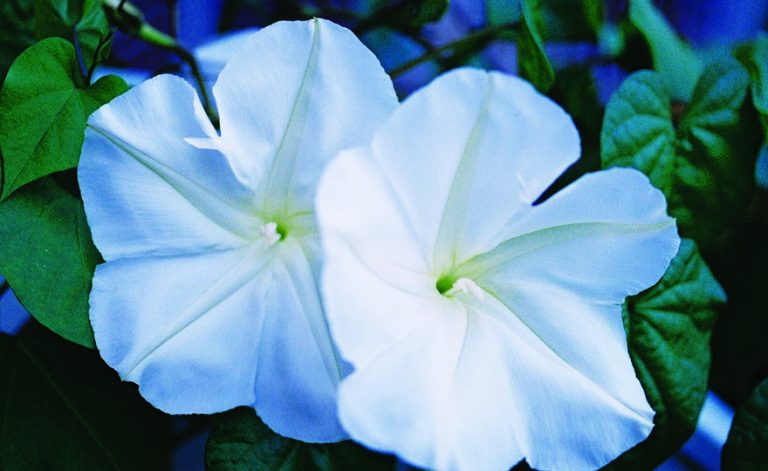 How to Create a Magical Moon Garden: 15 Plants That Glow, Bloom, and ...