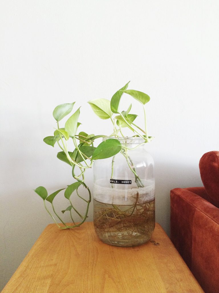 9 Amazing Indoor Plants That Grow In Water