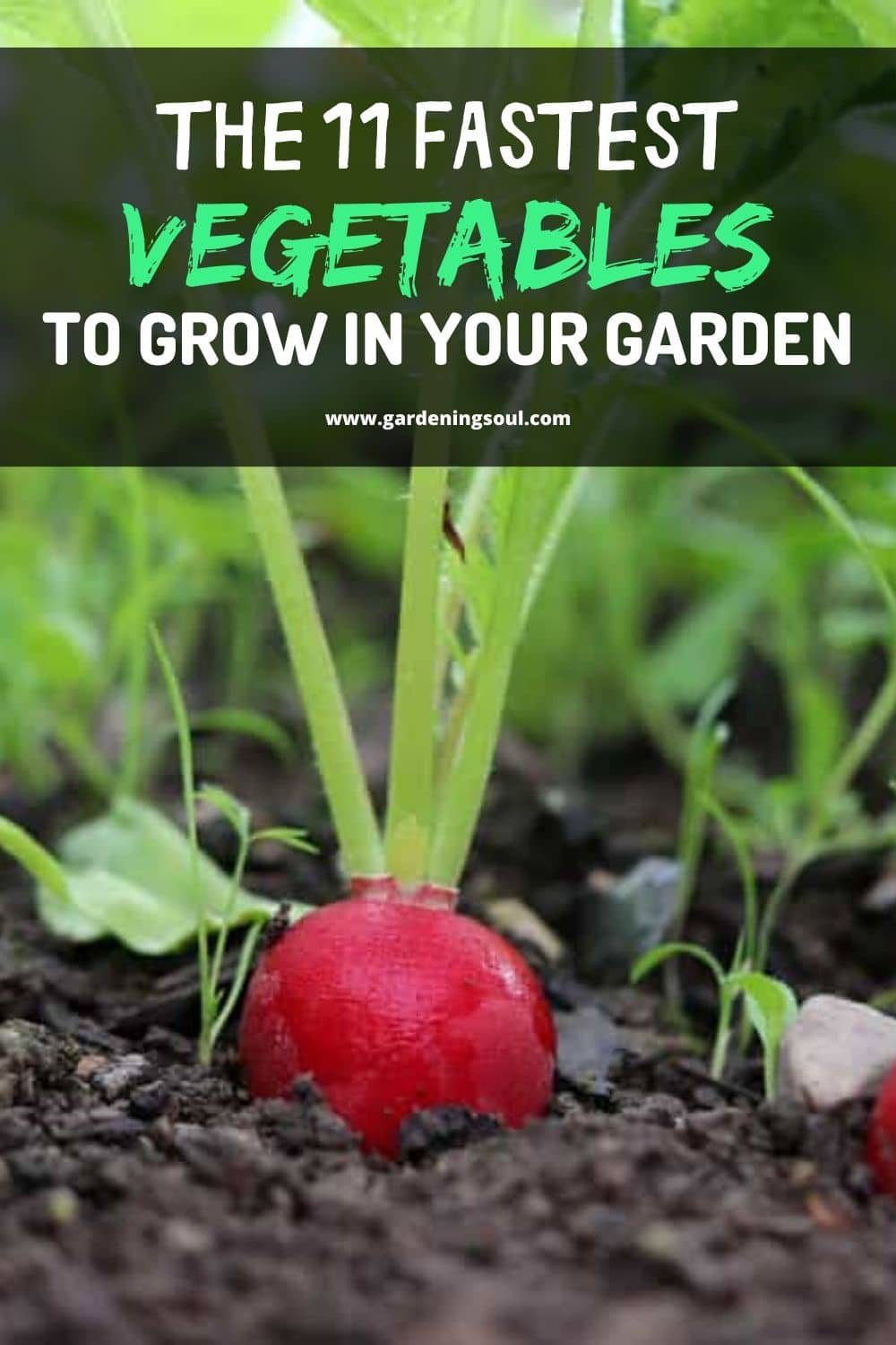 The 11 Fastest Vegetables to Grow in your Garden
