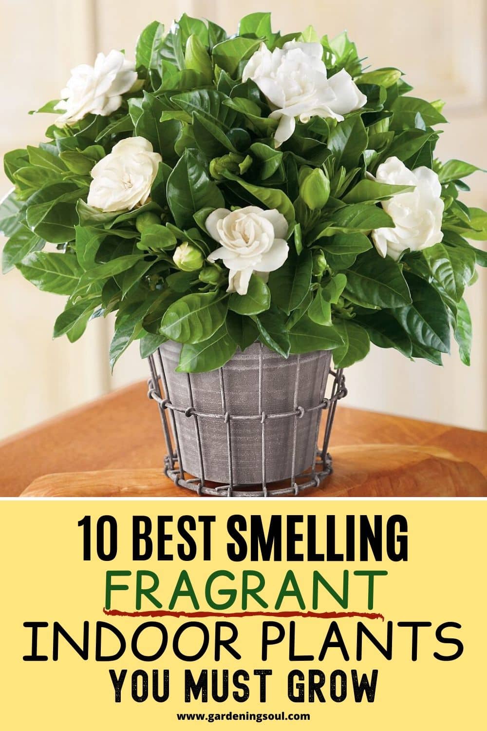 Most Fragrant Flowers To Grow Indoors