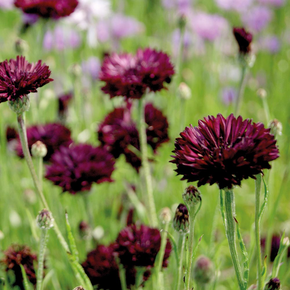 12 Bold and Beautiful Black Plants to Add Drama and Contrast to Your Garden
