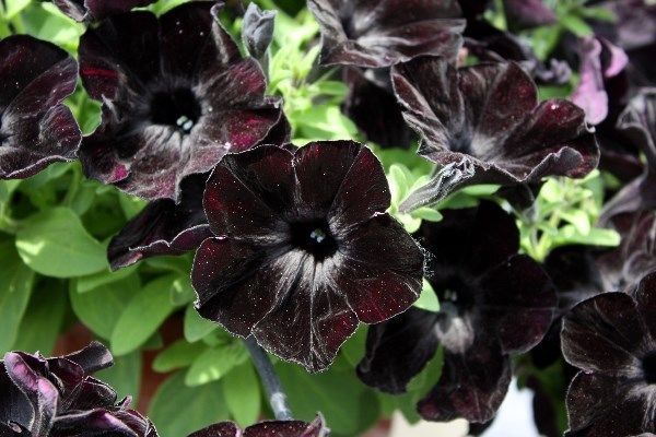 12 Bold and Beautiful Black Plants to Add Drama and Contrast to Your Garden